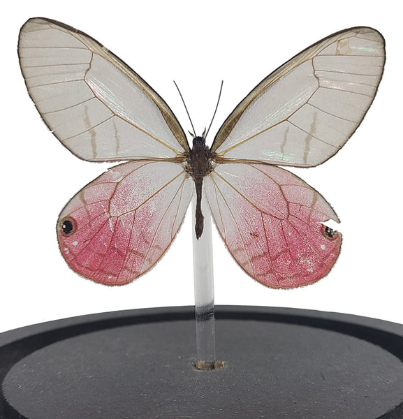 Curated Studio Blushing Phantom Butterfly Bell Jar – Little Red Hen
