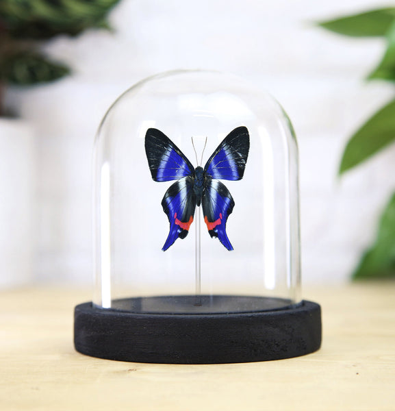Curated Studio Dyson's Blue Doctor Butterfly Bell Jar – Little Red Hen